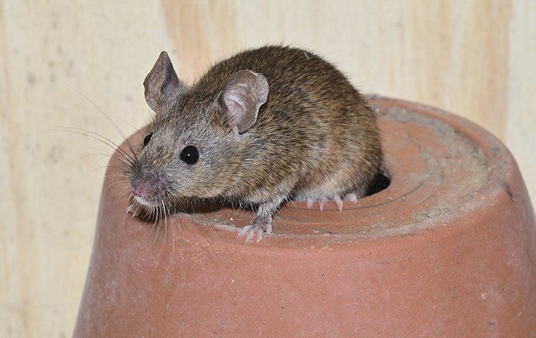 Mouse Management 101: How To Keep Mice Out Of Your Alexandria Home