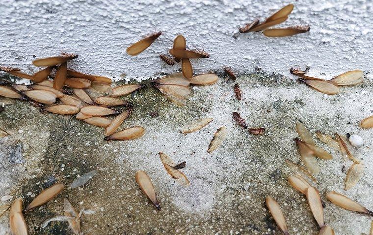 What Alexandria Property Owners Ought To Know About Termite Swarmers